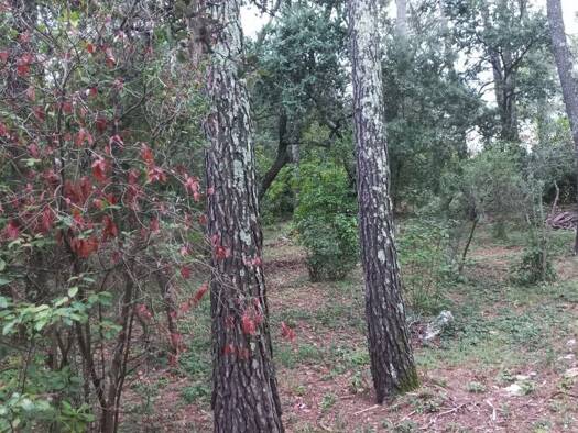 8 annonces terrains pas chers à vendre Saint-Clément-de-Rivière 34980 à ...